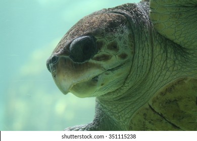 4,478 Loggerhead sea turtle Stock Photos, Images & Photography ...