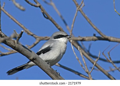 431 Loggerhead shrike Images, Stock Photos & Vectors | Shutterstock