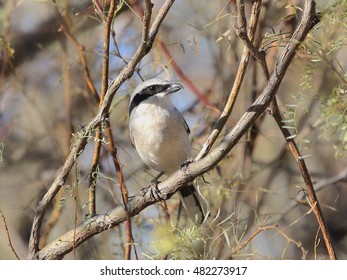 431 Loggerhead shrike Images, Stock Photos & Vectors | Shutterstock