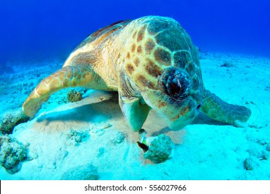 Loggerhead Turtle Eating Conch Stock Photo 556027966 | Shutterstock
