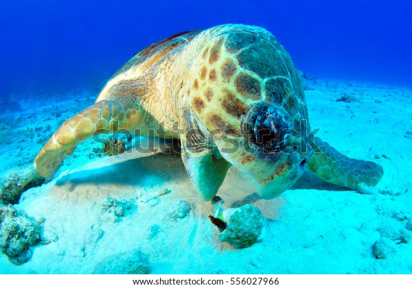 Loggerhead Turtle Eating Conch Stock Photo (Edit Now) 556027966