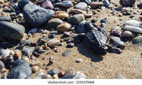 Loggerhead Turtle Hatching Making Way Ocean Stock Photo 1559270408 ...
