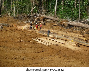 Logging Rainforest Forest Background Foreground Terrain Stock Photo ...