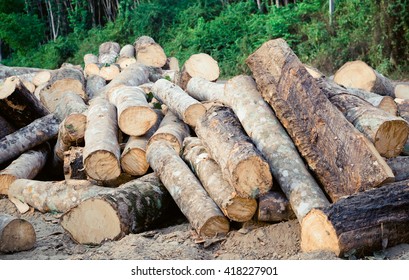 1,304 Logs rubber tree Images, Stock Photos & Vectors | Shutterstock