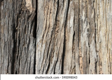 Logwood Stock Photos, Images & Photography | Shutterstock