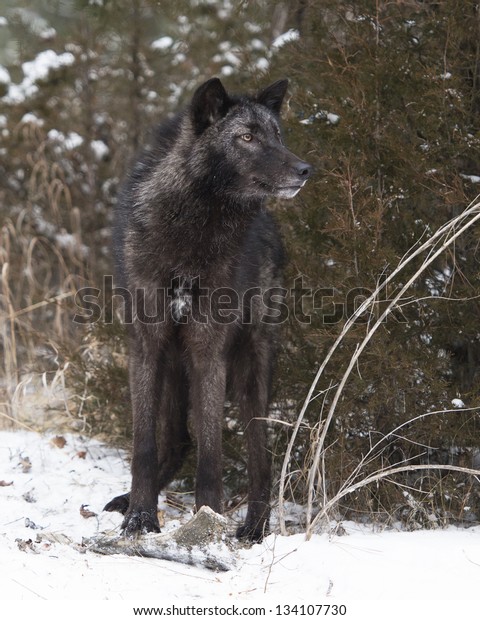 Lone Black Wolf Stock Photo (Edit Now) 134107730