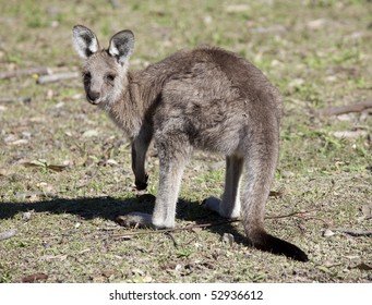 Lone Kangaroo Posing Stock Photo 52936612 | Shutterstock