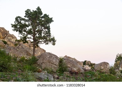 Lone Pine Tree Dense Crown Grows Stock Photo 1183328014 | Shutterstock