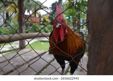 Free Stock Photo of Red and Black Rooster Inside Cage | Download Free ...