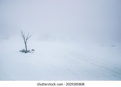 6,971 Bleak trees Images, Stock Photos & Vectors | Shutterstock