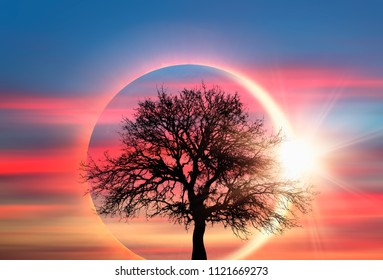 Lone Tree Solar Eclipse Stock Photo 1121669273 | Shutterstock