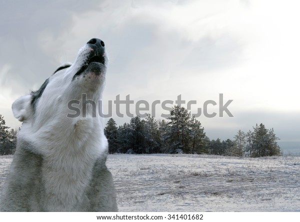Lone Wolf Crying Woods Stock Photo 341401682 | Shutterstock