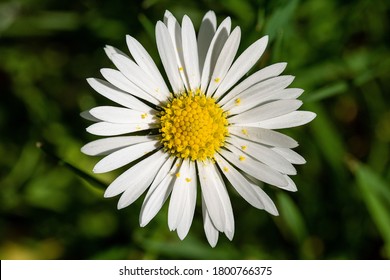 Lonely daisy Images, Stock Photos & Vectors | Shutterstock