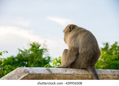 9,792 Monkey back Images, Stock Photos & Vectors | Shutterstock