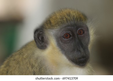 Lonely Monkey Stock Photo 697413709 | Shutterstock