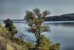 Rimy tree in dim landscape, a Nature Photo by Unigraph