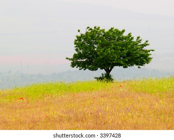 Lonely Tree Stock Photo 3397428 | Shutterstock