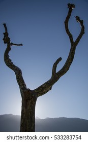 43 Aphyllous plant Images, Stock Photos & Vectors | Shutterstock