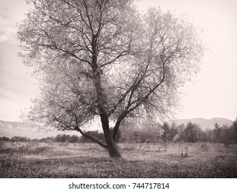 Lonely Tree In Meadow Mountain PPT template 14 | CrystalGraphics