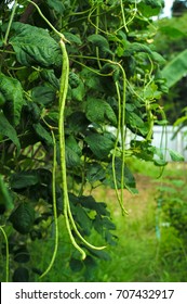 5,370 Long bean farm Images, Stock Photos & Vectors | Shutterstock