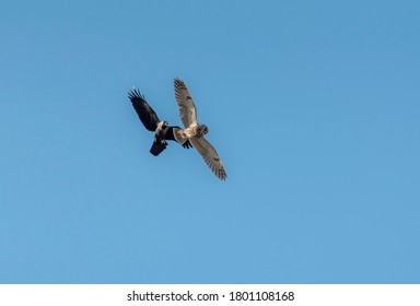 802 Crow attack Images, Stock Photos & Vectors | Shutterstock