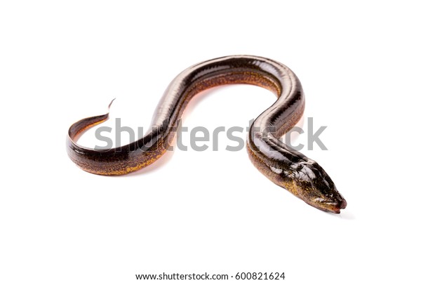 Long Eel On White Background Stock Photo 600821624 | Shutterstock