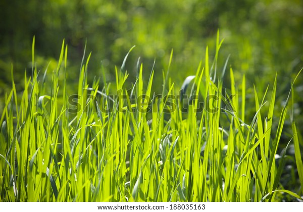 Long Grass Background Bokeh Effect Selective Stock Photo 188035163 ...