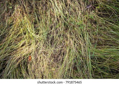 Long Grass Texture Stock Photo 791875465 | Shutterstock