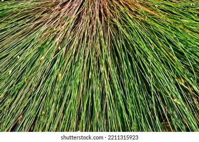 60 Long Internode Images, Stock Photos & Vectors | Shutterstock