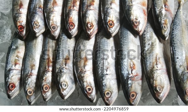 Long Jawed Mackerel Fish Raw Frozen Stock Photo 2204976859 | Shutterstock