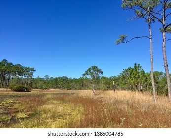 161 Croatan national forest Images, Stock Photos & Vectors | Shutterstock