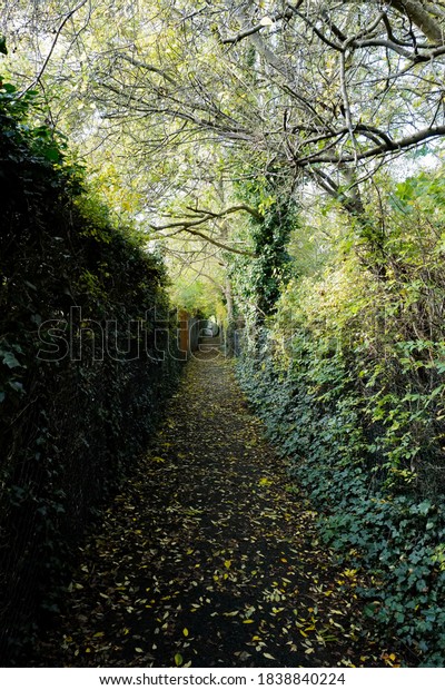 Long Leafy Pathway Fall Stock Photo 1838840224 | Shutterstock