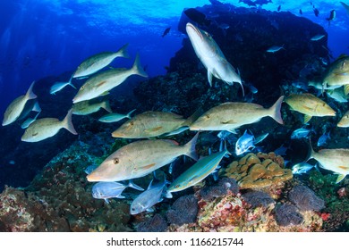 139 Long nosed emperor Images, Stock Photos & Vectors | Shutterstock