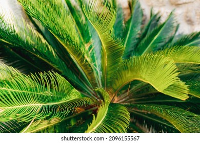 6,015 Long sharp leaves Images, Stock Photos & Vectors | Shutterstock