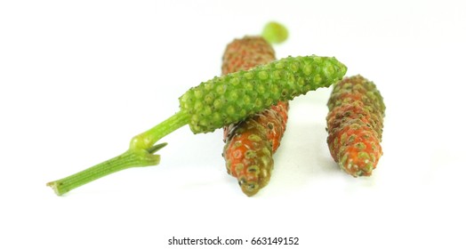 47 Piper chaba hunter Images, Stock Photos & Vectors | Shutterstock