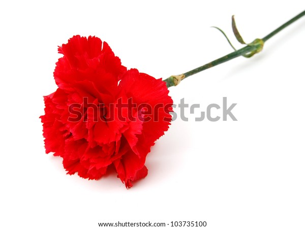 Long Red Carnations Stock Photo 103735100 | Shutterstock