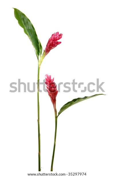 Long Stem Tropical Red Leaf Flower Stock Photo (Edit Now) 35297974