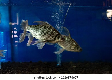 2,406 Silver barb fish Images, Stock Photos & Vectors | Shutterstock