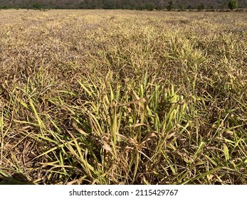 266 Long time without water Images, Stock Photos & Vectors | Shutterstock