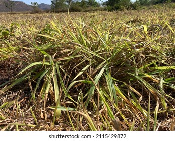 266 Long time without water Images, Stock Photos & Vectors | Shutterstock