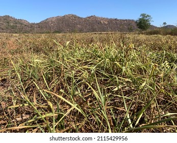 266 Long time without water Images, Stock Photos & Vectors | Shutterstock
