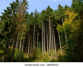Long Trees Stock Photo 38590423 | Shutterstock
