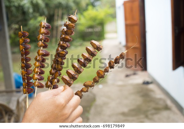 Longan Stink Bug Stock Photo 698179849 | Shutterstock Longan Stink Bug Stock Photo 698179849 | Shutterstock