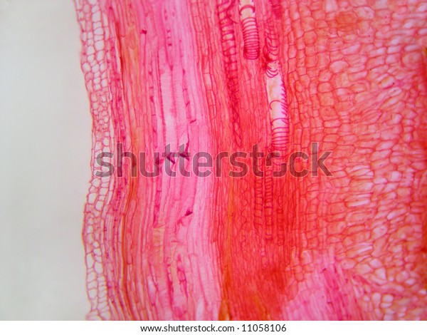 Longitudinal Section Portion Plant Stem Showing Stock Photo (Edit Now ...