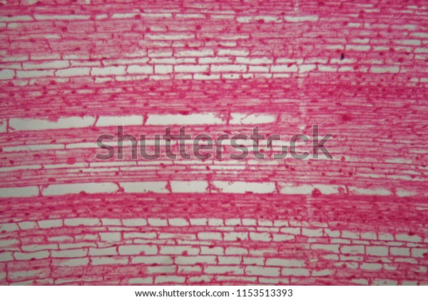 Longitudinal Section Through Cells Root Maize Stock Photo 1153513393 ...