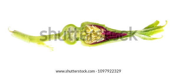 Longitudinal Section Through Rose Bud Isolated Stock Photo 1097922329 ...