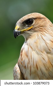 1,487 Long legged buzzard Images, Stock Photos & Vectors | Shutterstock