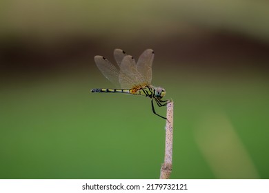 710 Dropwing Images, Stock Photos & Vectors | Shutterstock