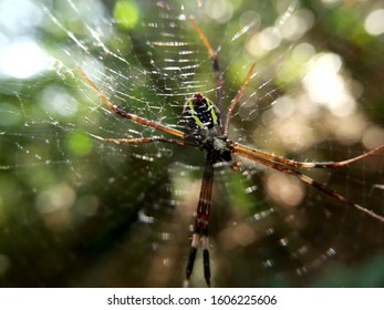 Longlegged Spiders Pull Web Wait Eat Stock Photo 1606225606 | Shutterstock
