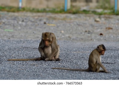590 Opportunistic Omnivores Images, Stock Photos & Vectors | Shutterstock
